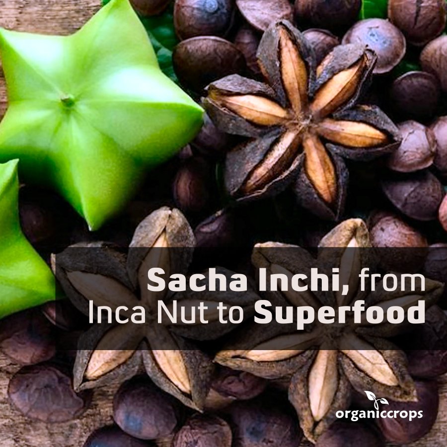 Sacha Inchi, from Inca Nut to Superfood