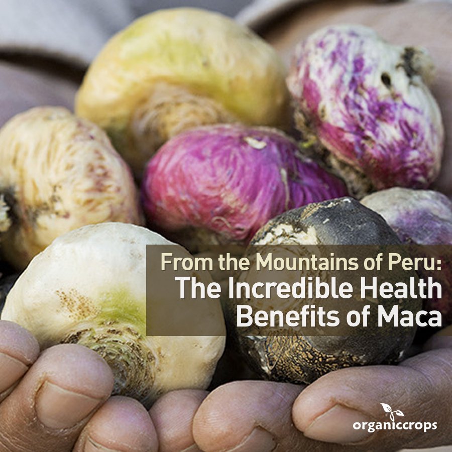 Cacao Butter Decoded: An In-Depth Look from Production to Consumption