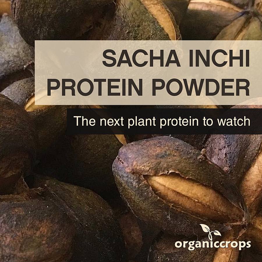 Sacha Inchi Protein Powder: The Next Plant Protein to Watch